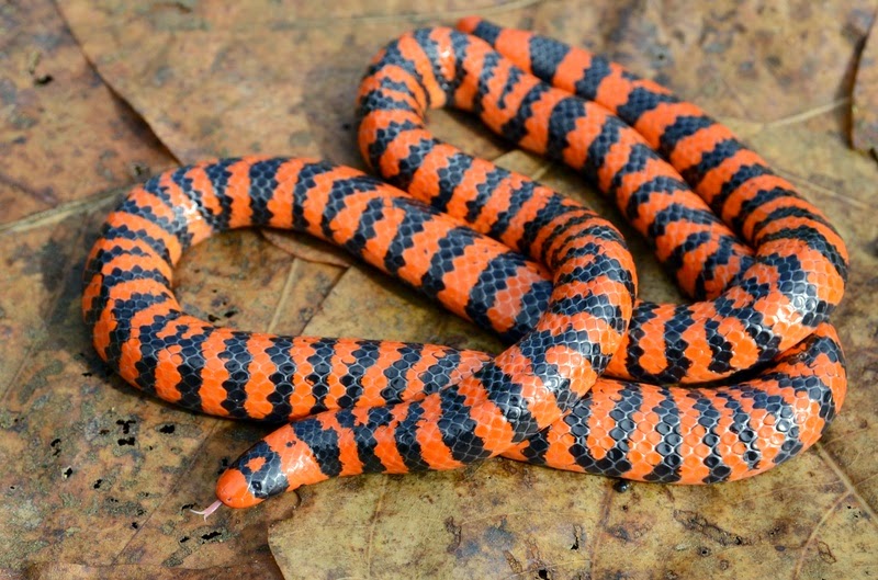 Life Is Short But Snakes Are Long Anilius The Pipesnake That Wasn t life-is-short-but-snakes-are-long-anilius-the-pipesnake-that-wasn-t