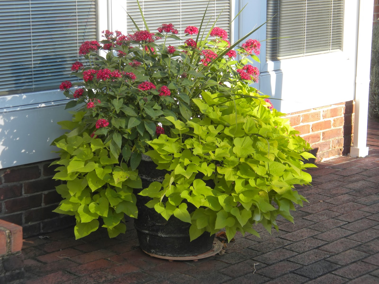 Panoply: Plan Now! Annual Flower Container Ideas