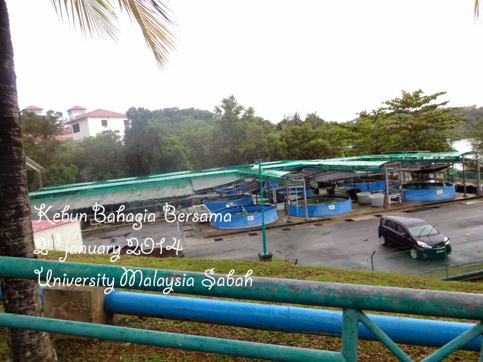 Kebun Bahagia Bersama: Pantai Universiti Malaysia Sabah