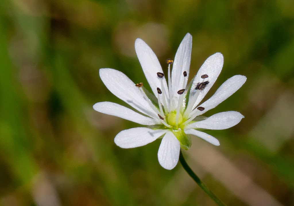Species of UK: Week 40: Chickweed (‘Stellaria media’)