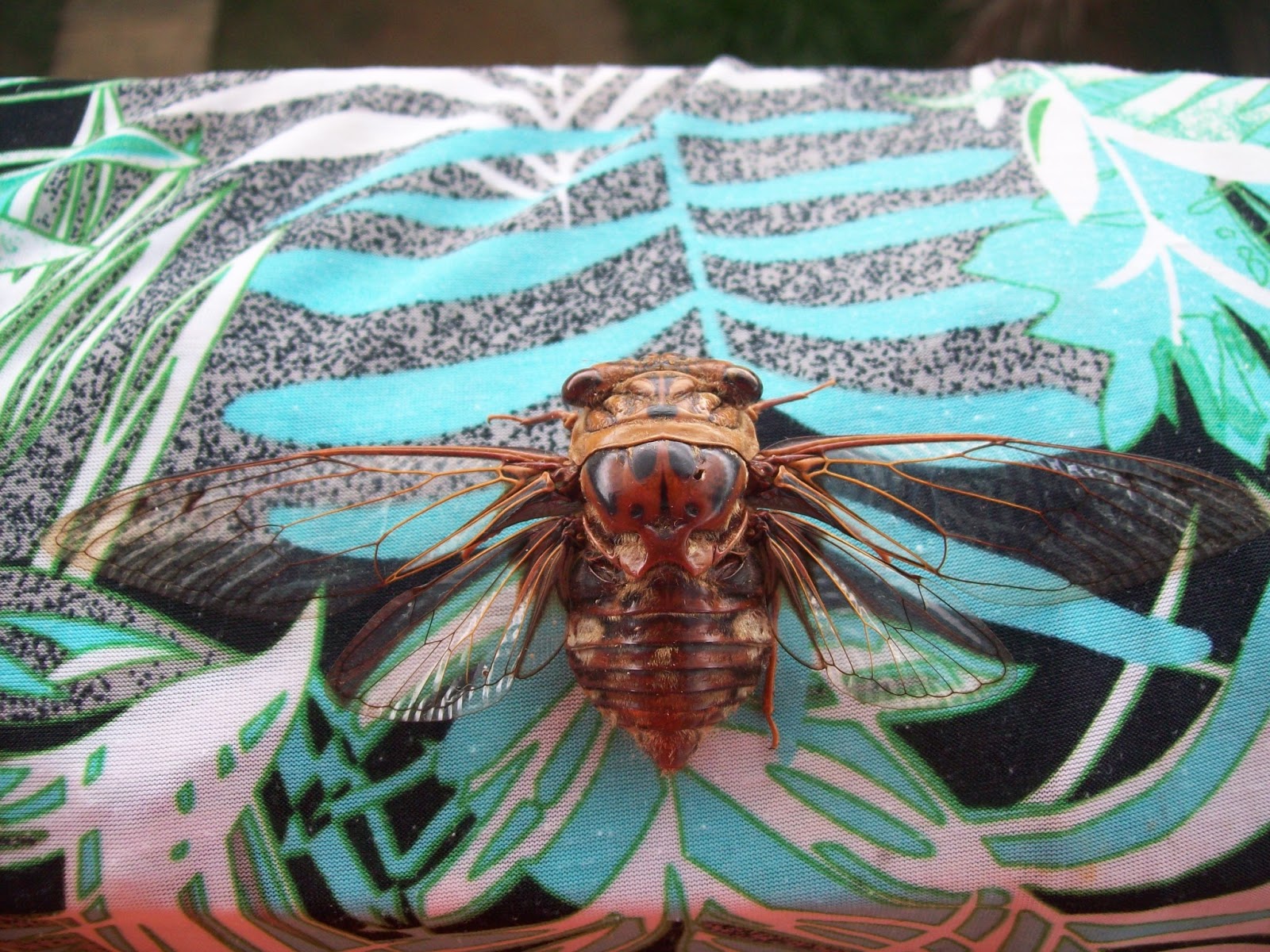 Mundo dos insetos: COBRA-VOADORA E CIGARRAS