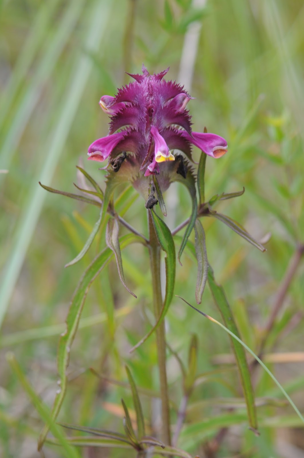 Estonian Nature Tours: Naturetrek: Wild flowers of Estonia; 28 June - 6 ...