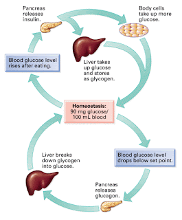 Amanda Hsieh's Blog (Grade 12 Biology): Three Feedback Loops ...