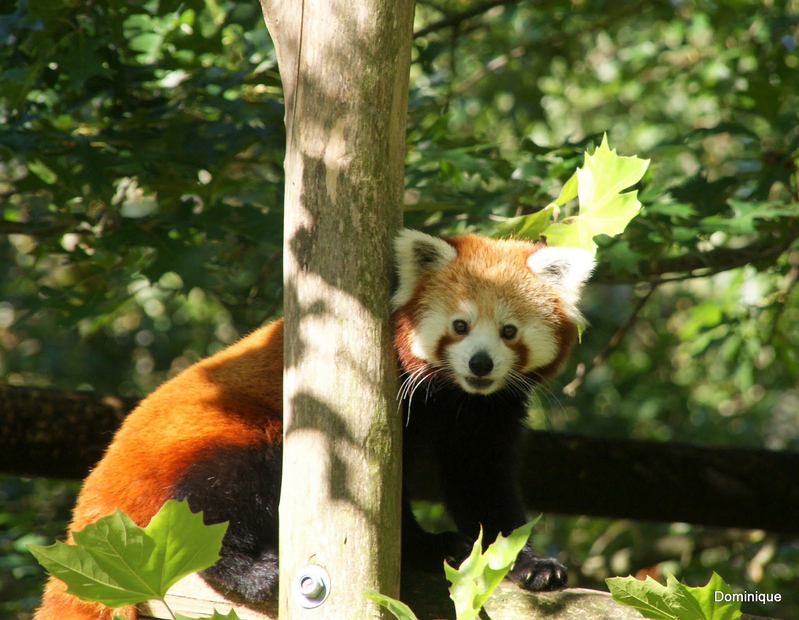 Détours de France. : Panda Roux