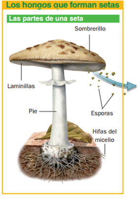 REINO DE LOS HONGOS ~ Con-CIENCIA