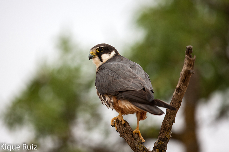 Alcotan europeo - Blog de fotografía y naturaleza