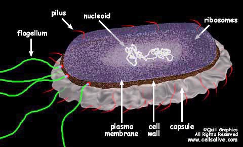 TECHNO-SCIENCE: Cell Structure and Funtion