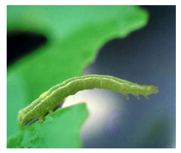 Vegetable Gardening with Mike the Gardener: How to Get Rid of Cabbage Worms