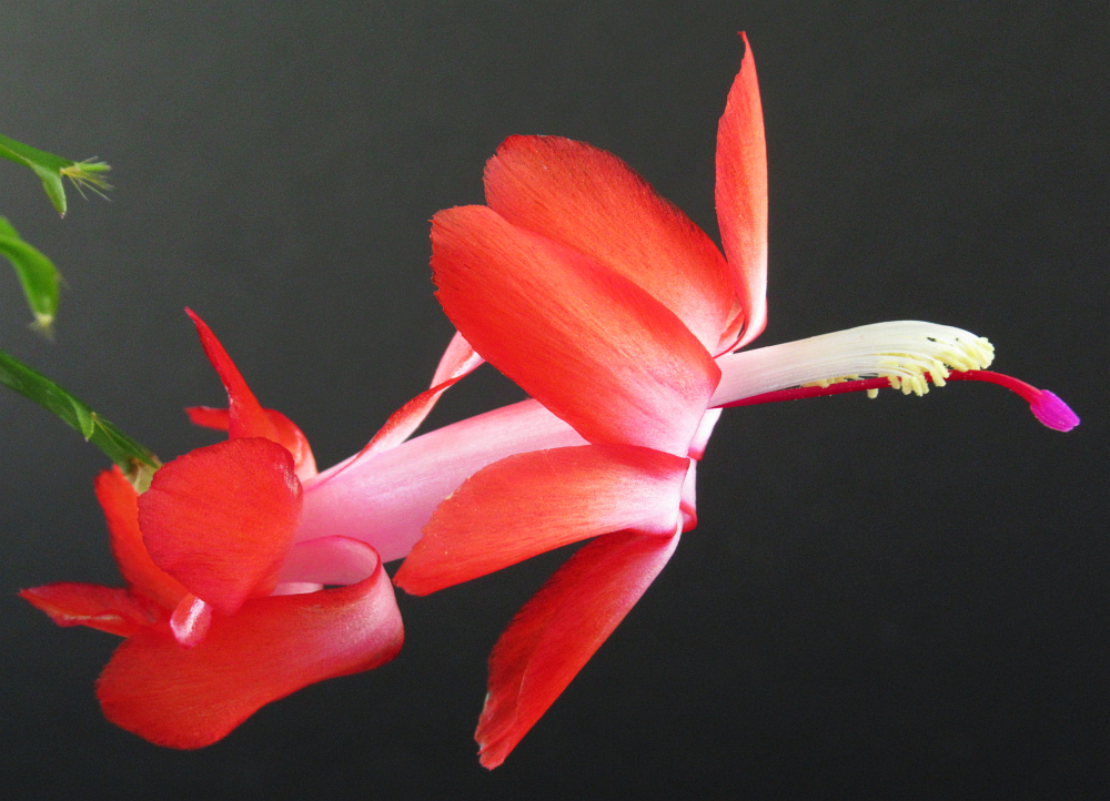 Plants are the Strangest People: Schlumbergera seedlings: assorted (end ...
