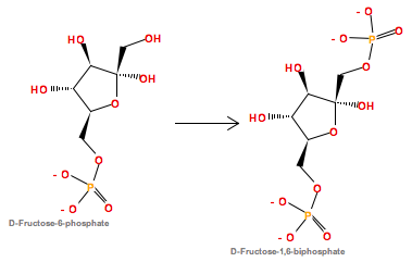 Mead: Art, Science, and Other Ramblings: Glycolysis for Zymurgists