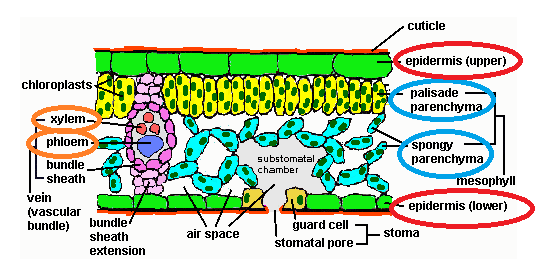 Mesquite Treee: Leaf and Stem Structure