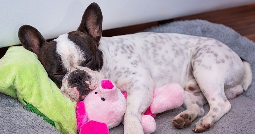 Animaux de compagnie 101 - Aire de repos / sommeil pour les chiens ...