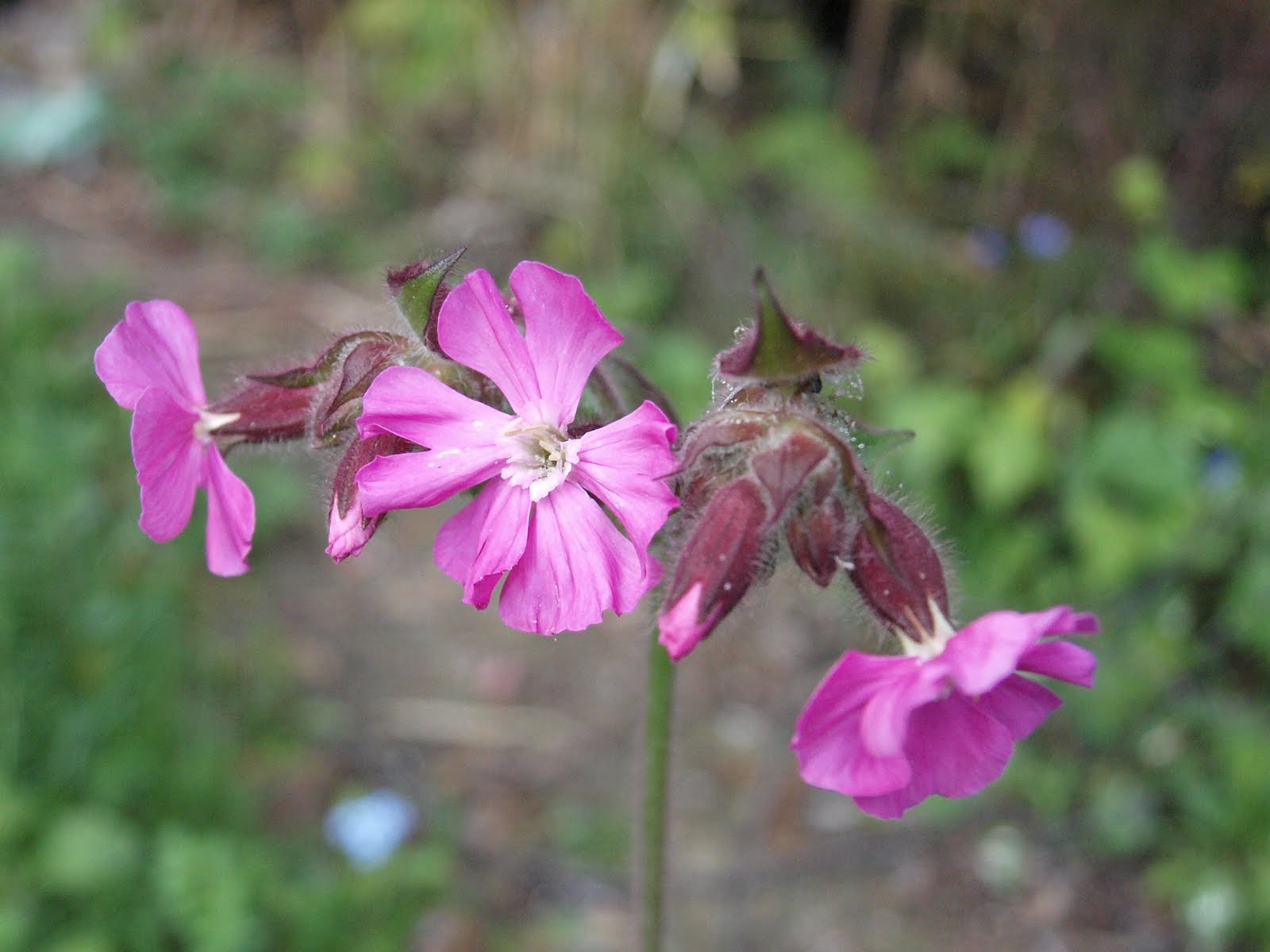 Ragged Robin's Nature Notes: Garden - Moth, Butterfly and Bird Update