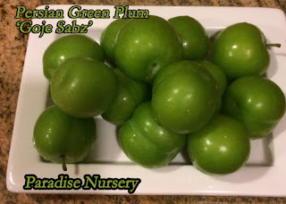Persian Green Plum: Persian Green Plum Tree - Goje Sabz