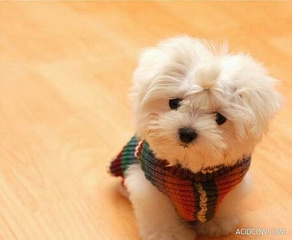 Imagenes super tiernas de perros y gatos | IMAGENES, FRASES, POEMAS ...