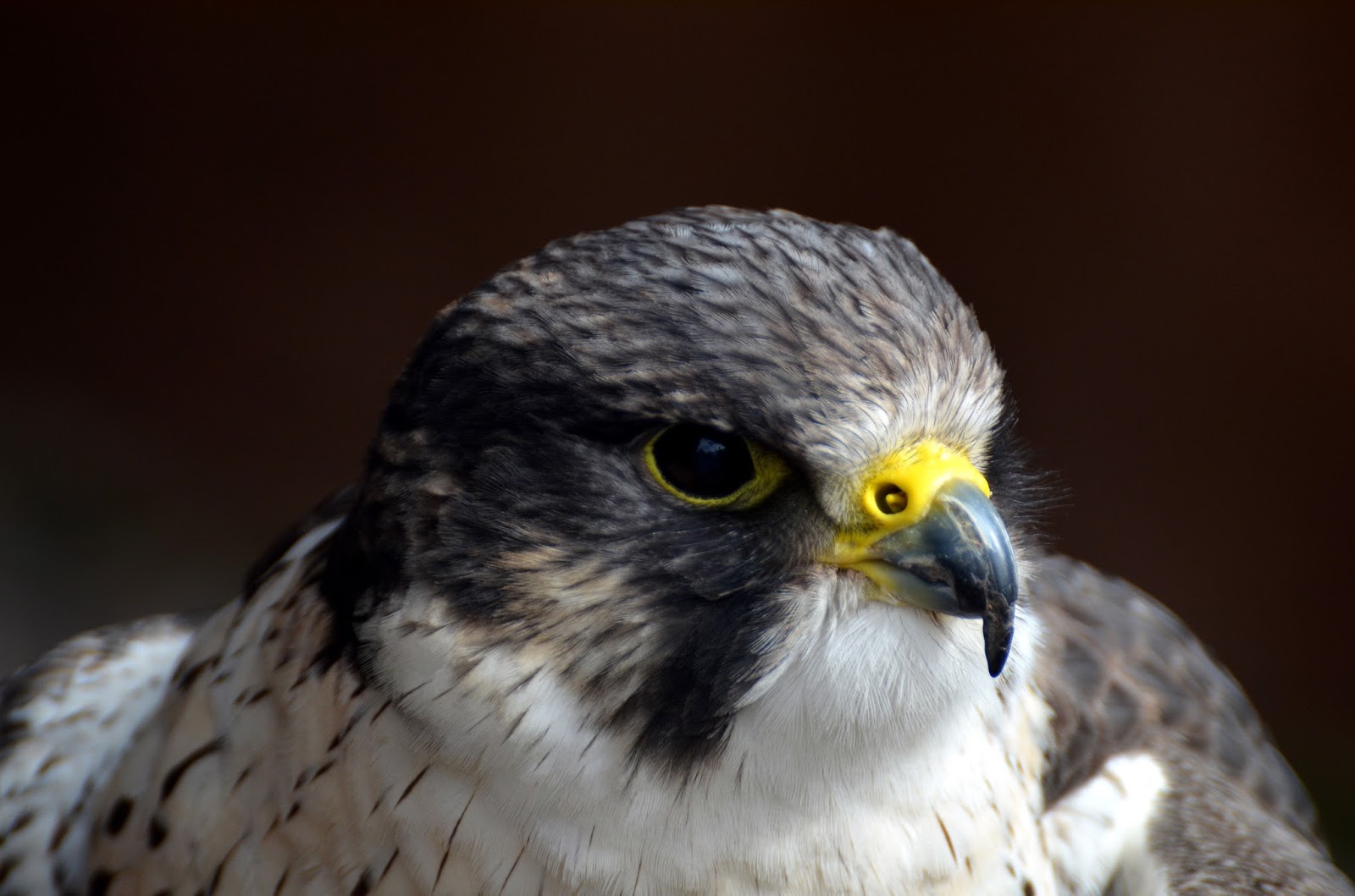 The Early Birder: Gauntlet Bird of Prey Centre Part 2