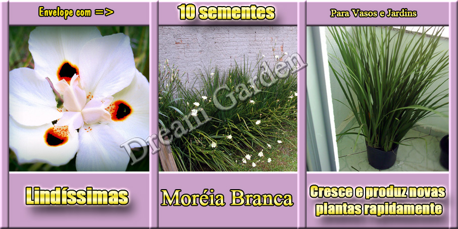 Dream Garden: Moréia Branca