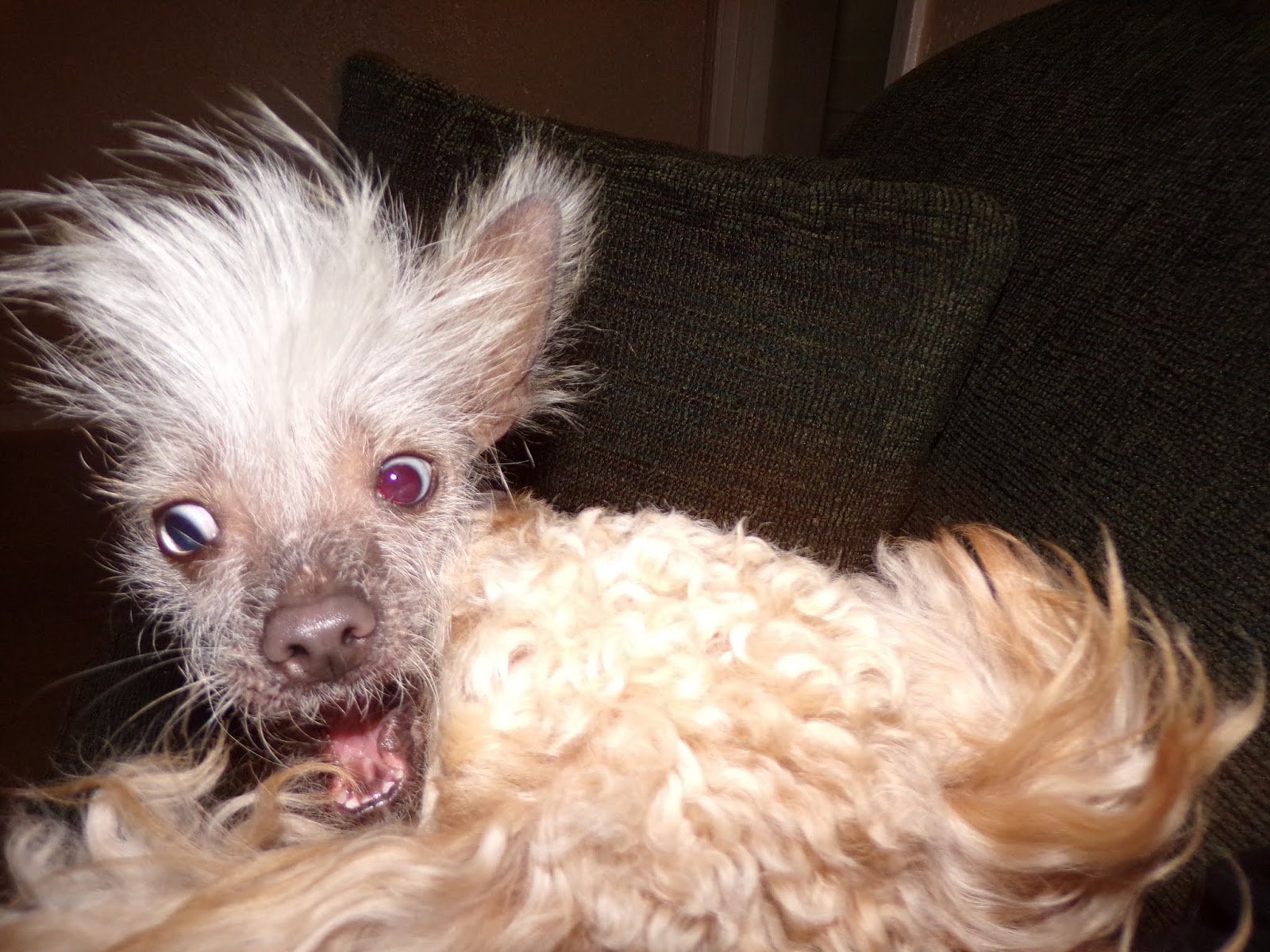 Happy & Hairless: Poppy's Psycho Bitey Face...Face