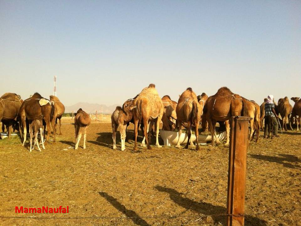 JOURNEY TO GREEN LIVING: Jom Ke Ladang Unta