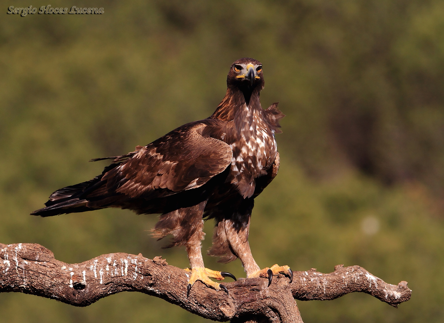 Viajes, Salidas, Naturaleza, (Fotografía).: Águila Real (Aquila ...
