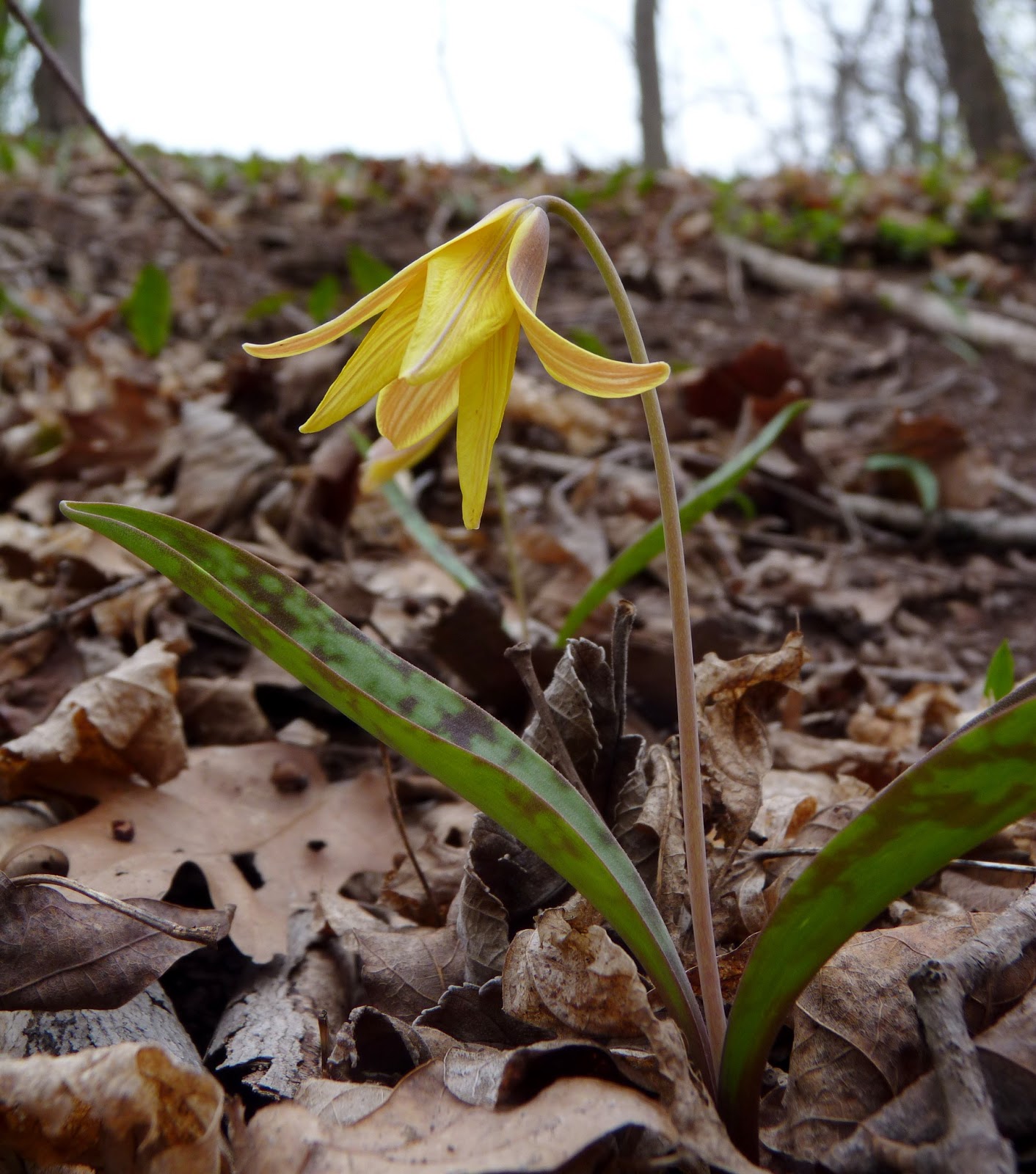 Dendroica: Spring Ephemeral Wildflowers