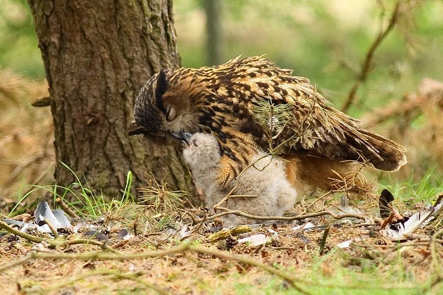 Búho real (Bubo bubo)