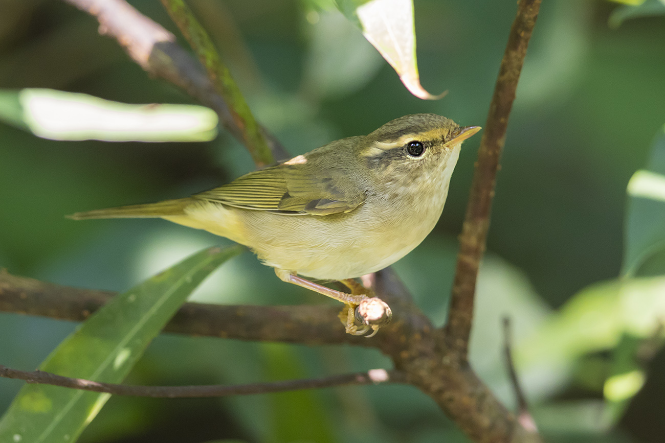 As The Crow Flies - a Hong Kong Birding Blog: Yellow-streaked Warbler ...