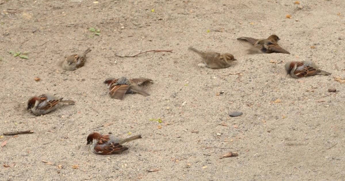Urban Wildlife Guide: Dust Bath, Sun Bath