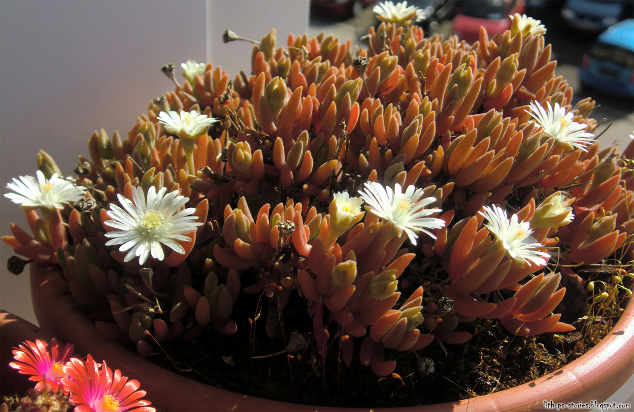 DELOSPERMA SPECIES ~ Cactus and suculents
