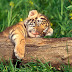 So cute pics of the king of wild animals. | .:: Save The Animals