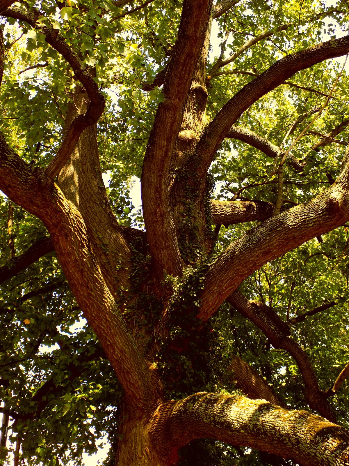 Tales From the Trails: Rockville Academy: Large Tulip Poplar Tree