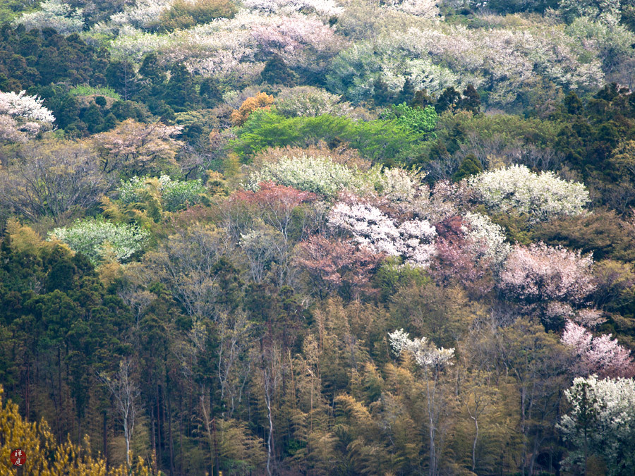 FROM THE GARDEN OF ZEN: Yama-zakura (Prunus jamasakura) blossoms in ...
