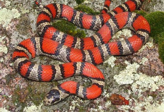 Jenis - Jenis Colubrid Snake ( Genus Colubridae ): Jenis-jenis / Macam ...