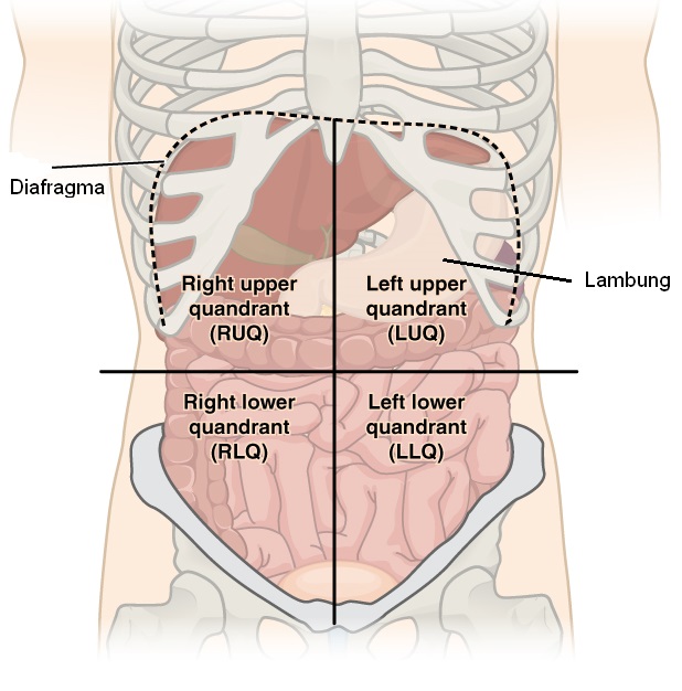Anatomi, Letak, dan Fungsi Lambung - Sains Ph.D