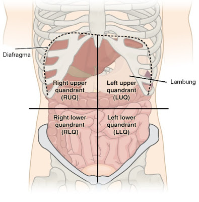 Anatomi, Letak, dan Fungsi Lambung - Sains Ph.D