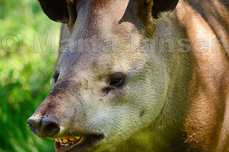 Captando a Luz: Retratos de uma anta