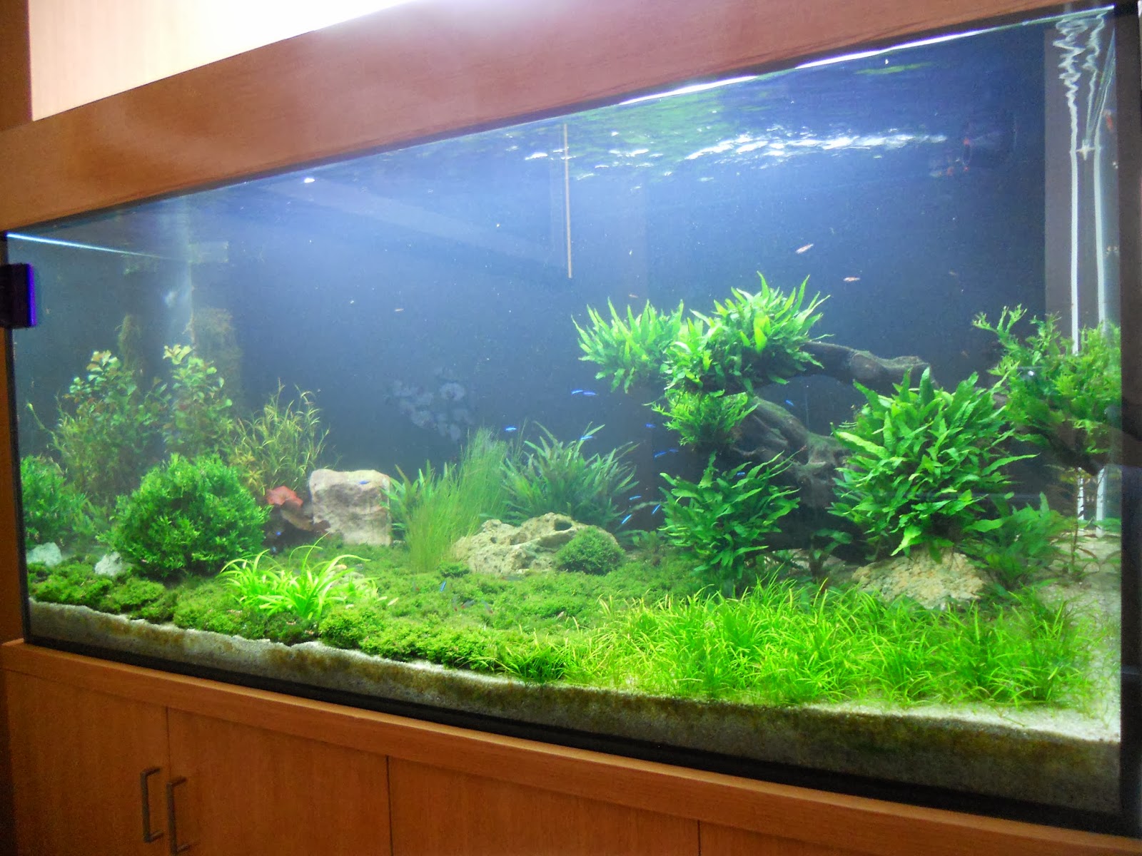 Toko Aquarium Air laut & Aquarium air tawar: Portfolio : TB Simatupang