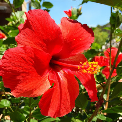 Antiquity Travelers: Bahamian Flowers