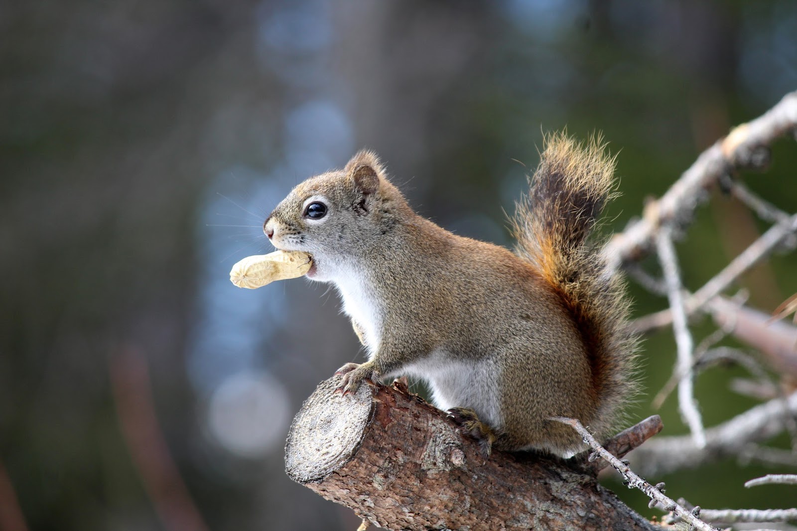 Dispatches from Can of Duck: Moulting Squirrel