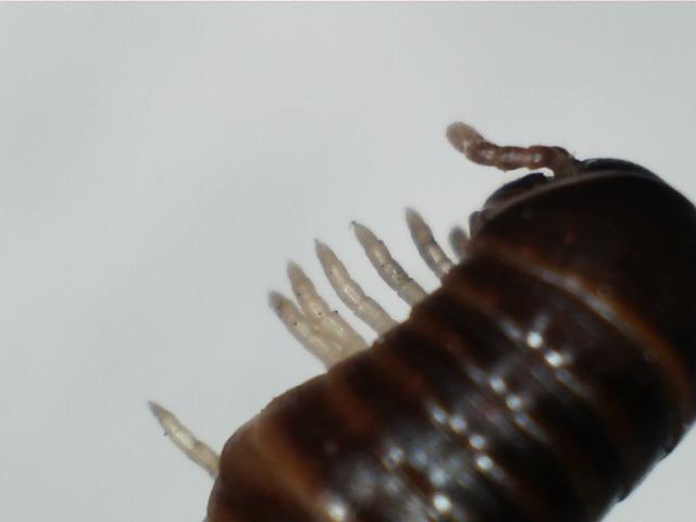 O MUNDO DOS INSETOS: gongolo