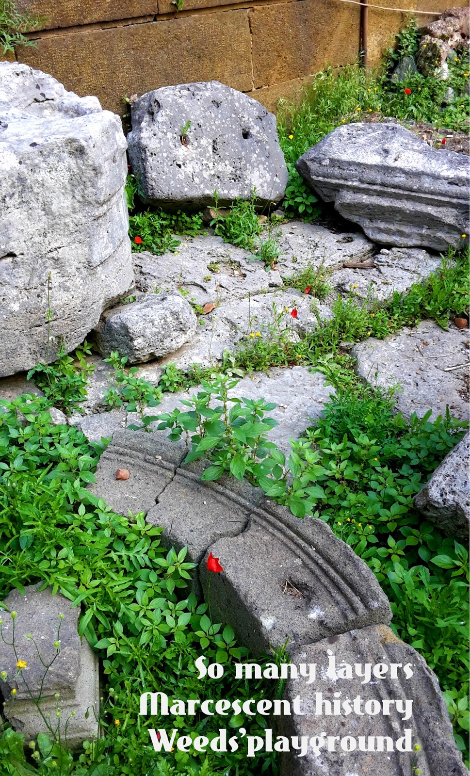 Word of the day! Fresh! Fresh! Fresh!: Marcescent