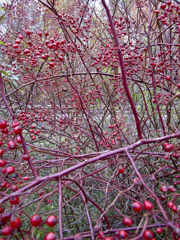 Roserne langs skoven - er nu blevet til røde hyben