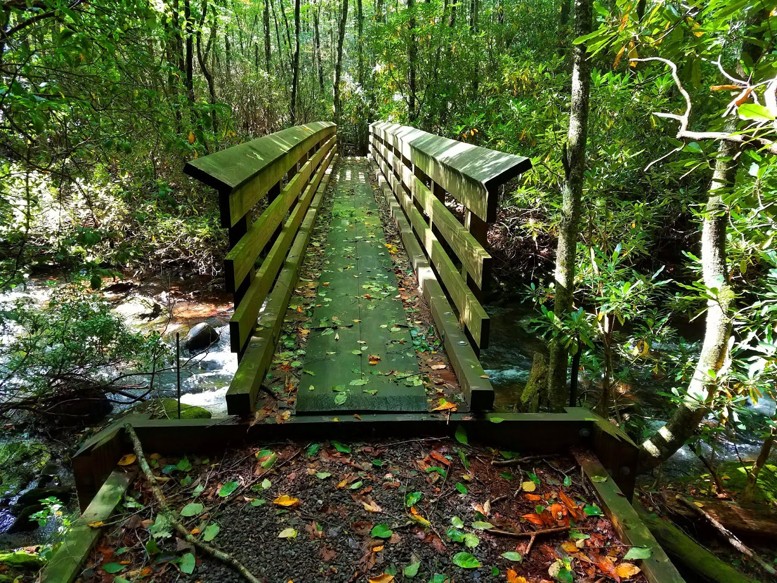 Smoky Scout's Hiking Adventures: AT in NC: Standing Indian Mountain ...
