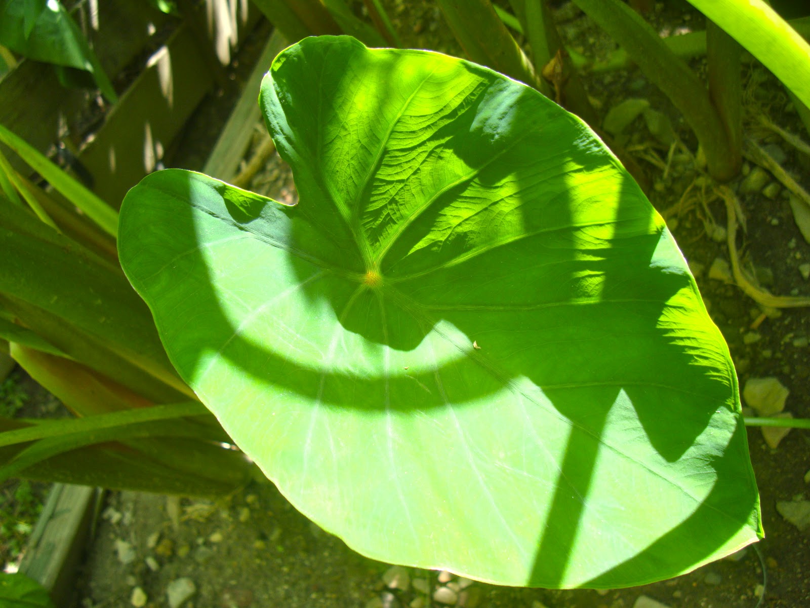 Taste of Nepal: Karkalo-Gaava-Pidhaalu - Taro (कर्कलो-गाभा-पिँडालु)