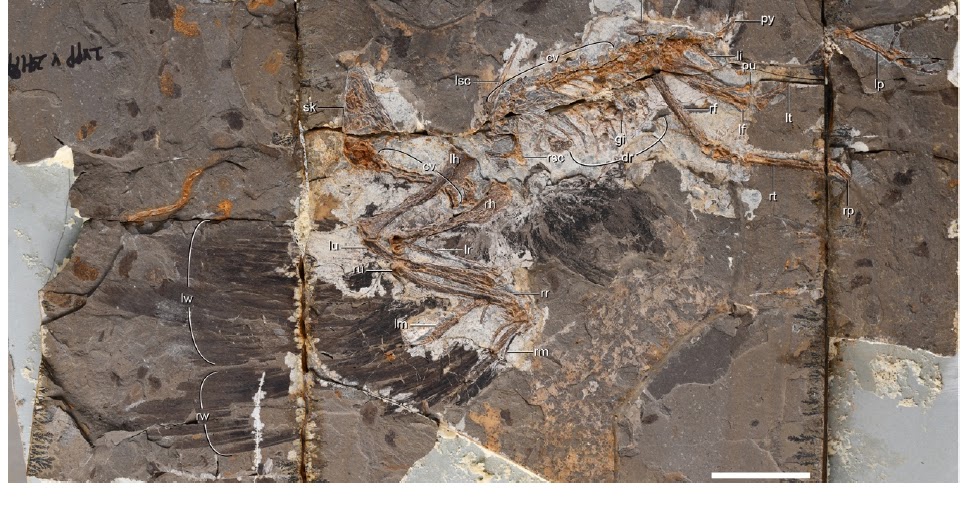 Theropoda: Balaur, un Jinguofortisidae gigante?