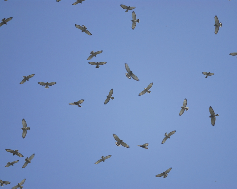 Hawk Migration Notes: NorthEast Hawk Migration Conference Saturday ...