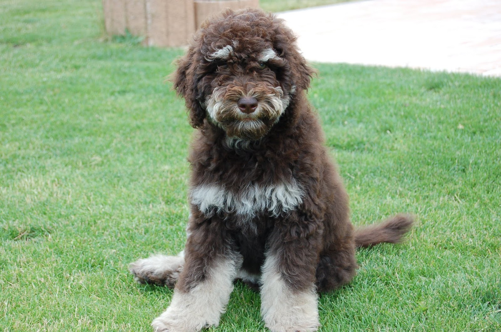 Novaforesta Barbets: Luna the Barbet puppy