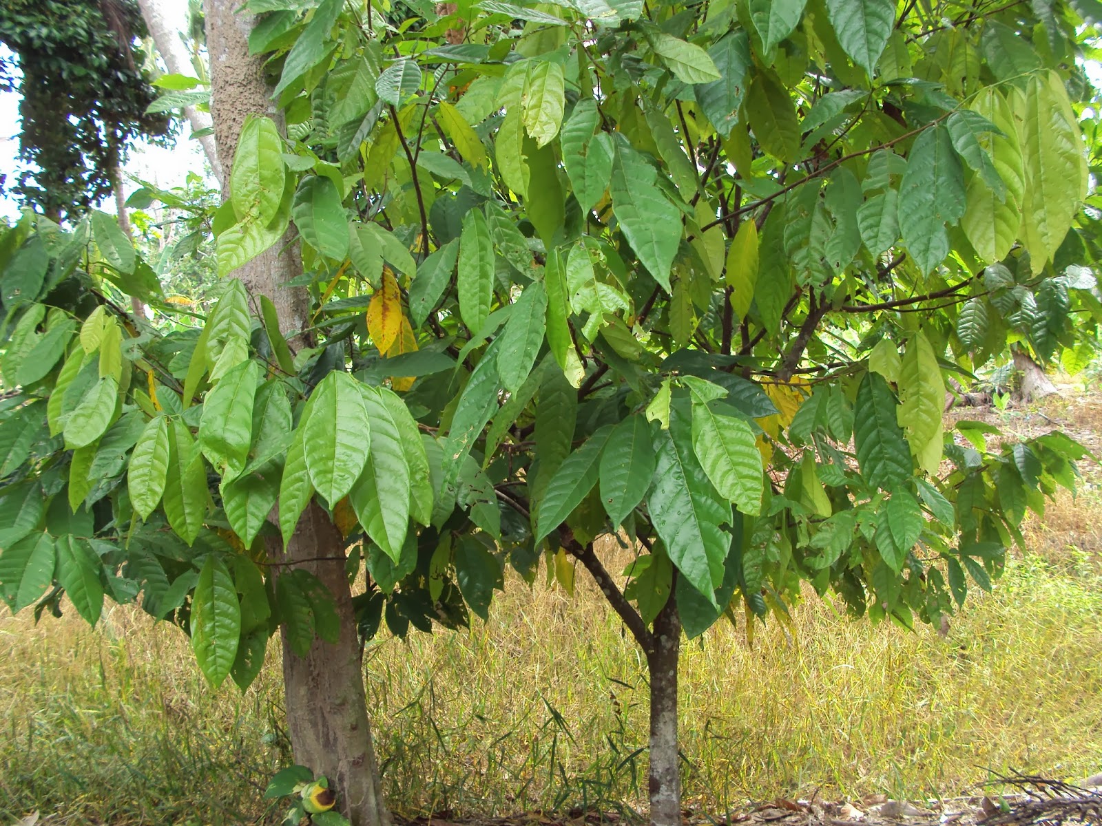 Buah Koko Malaysia