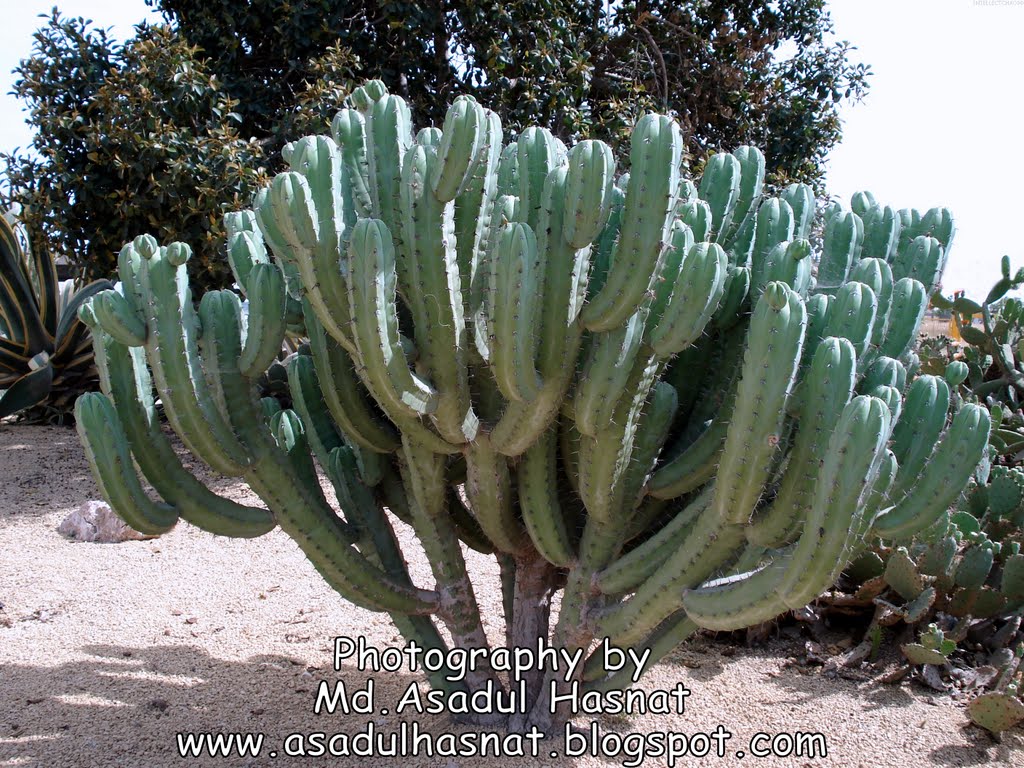 Cactus: Cacctus