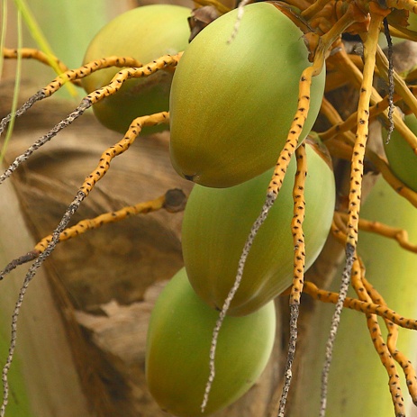 Anasazi Racing: cocos nucifera / trinidad